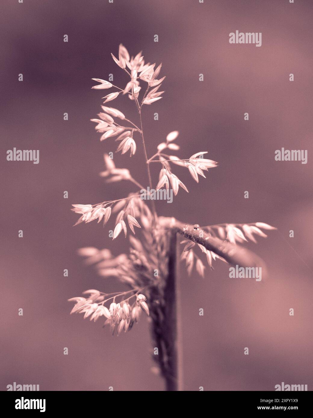 Soft focus in nature hi-res stock photography and images - Alamy