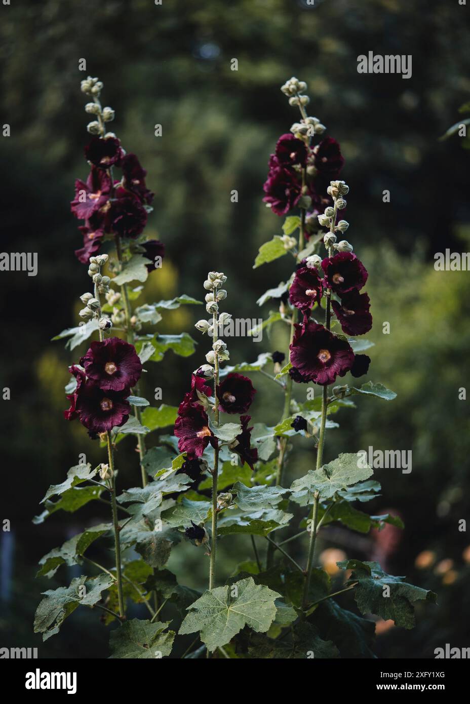 Dark red common hollyhock, close-up in the flower garden Stock Photo ...