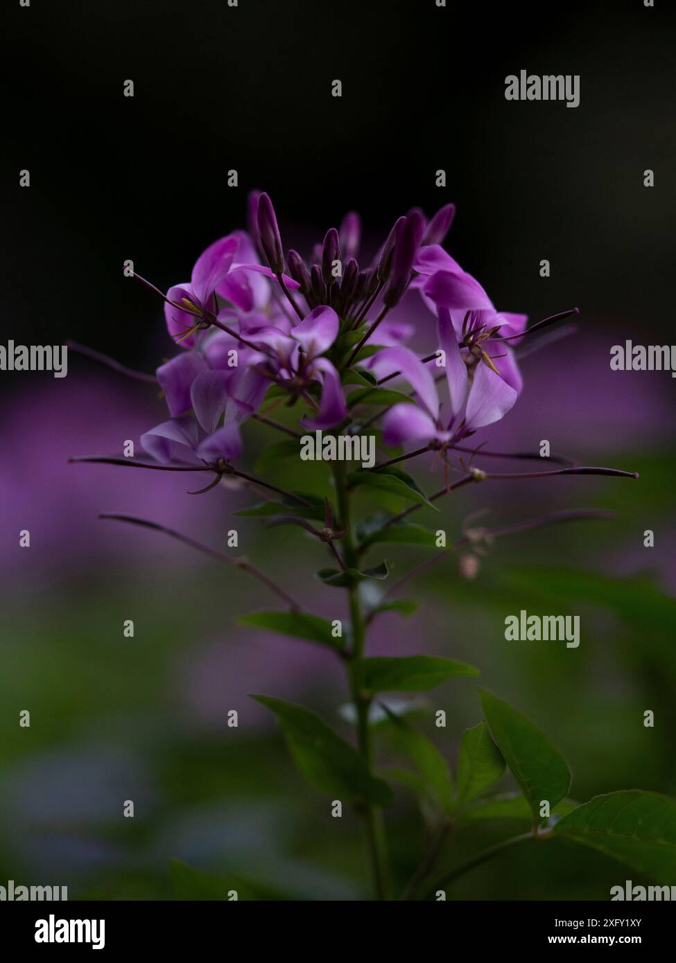 Spider plants in garden hi-res stock photography and images - Alamy