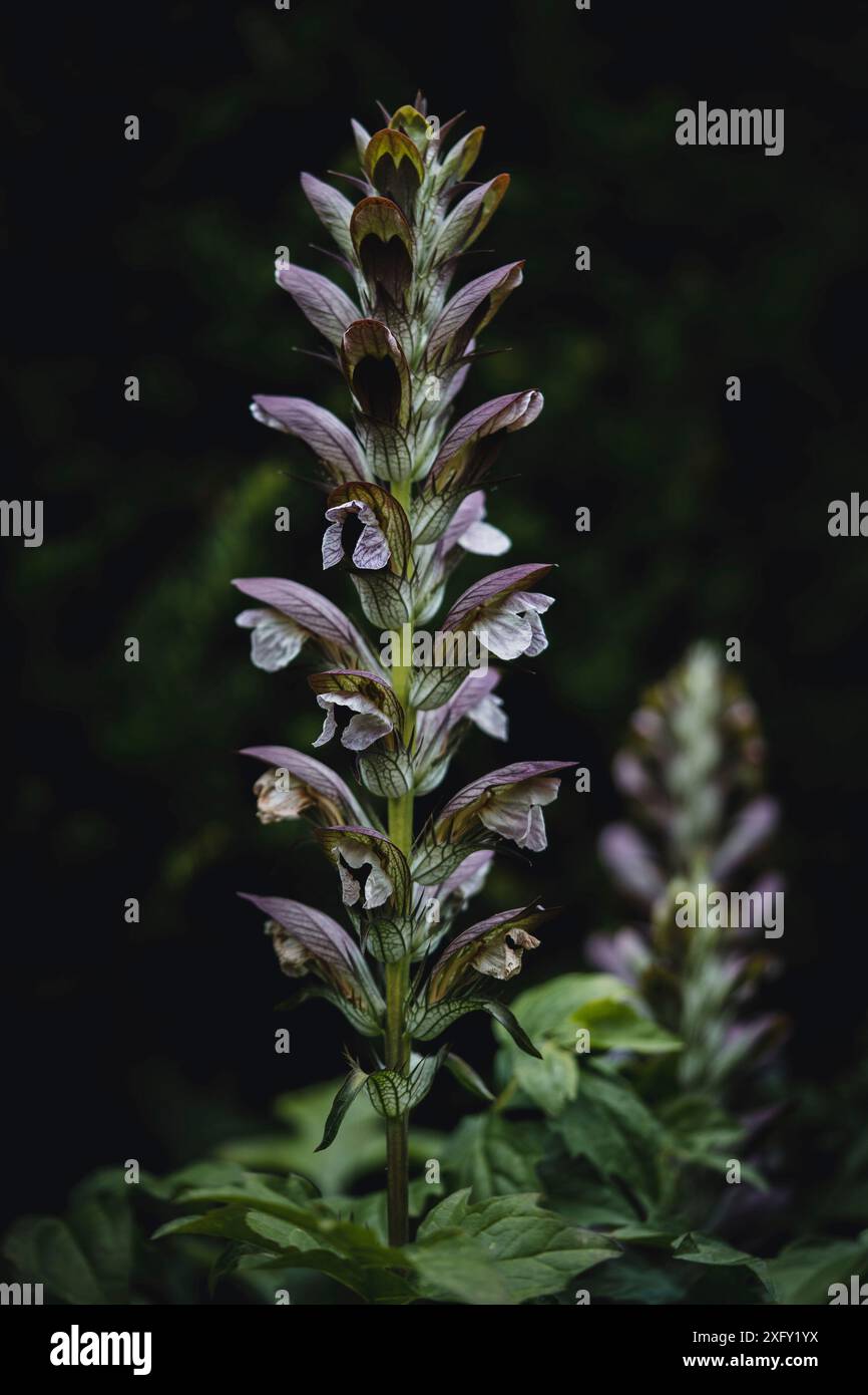 Acanthus garden hi-res stock photography and images - Alamy