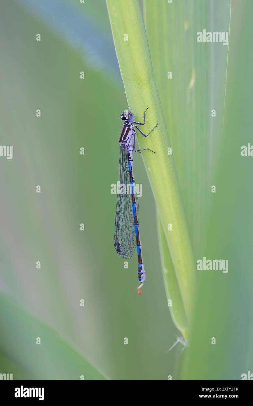 Common Blue damselfly [ Enallagma cyathigerum ] on grass stem Stock ...