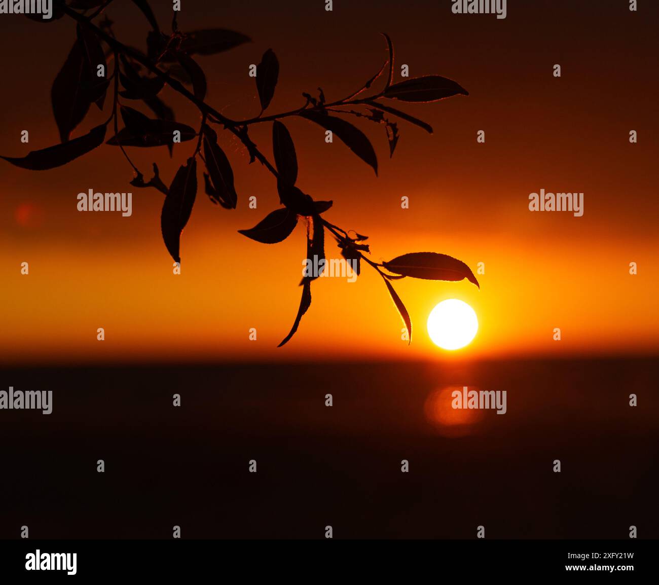 A beautiful sunset scenery at the beach with willow bush branch ...