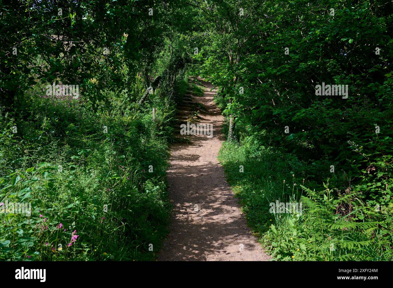 Footpath, sand, hedge, summer, Three Cliffs Bay, Southgate, Gower coast ...