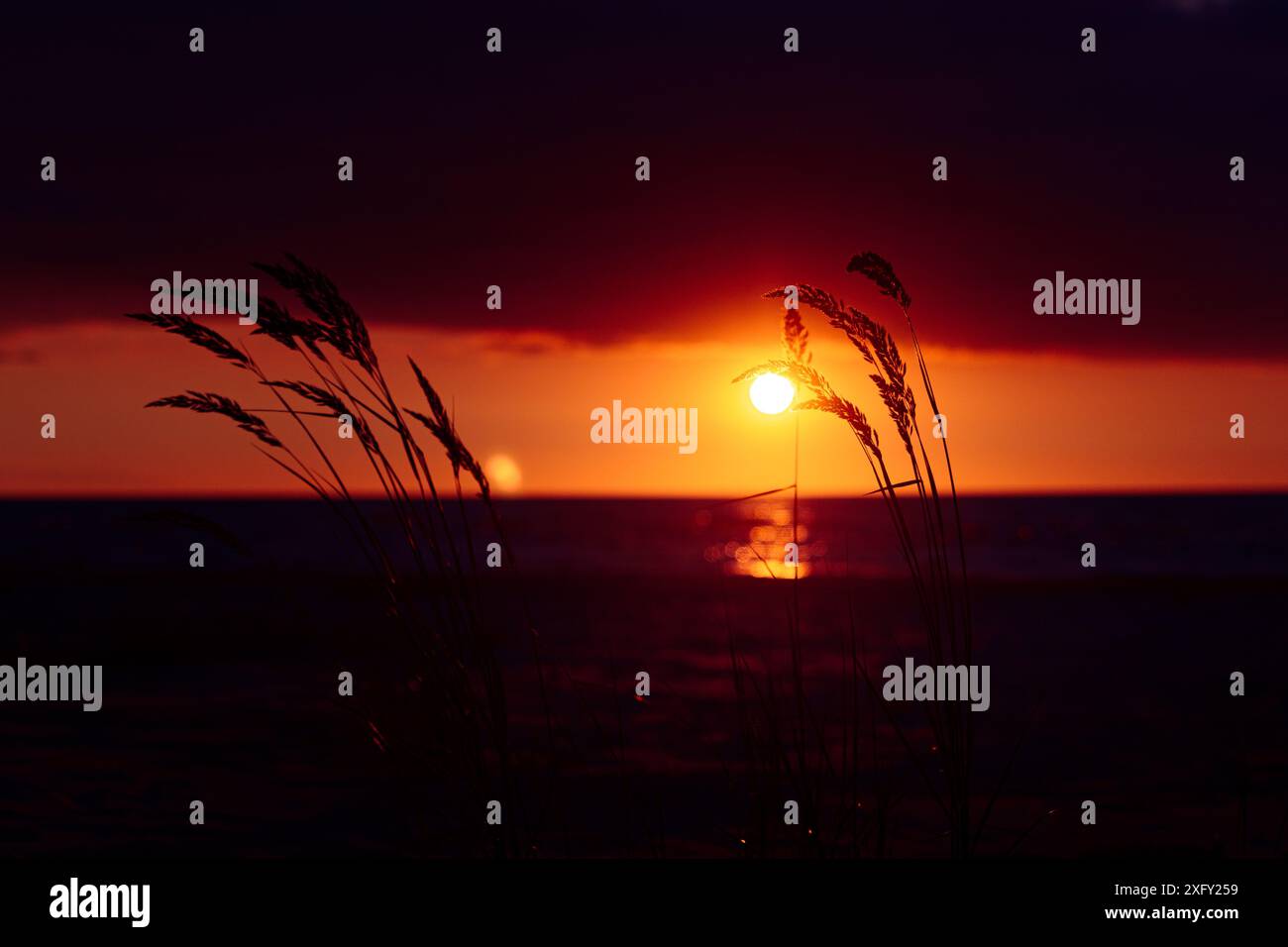 Native to the red sea hi-res stock photography and images - Alamy