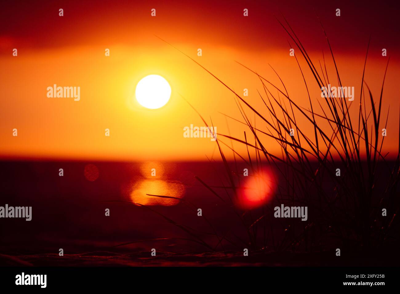 A beautiful sunset scenery at the beach with native grass silhouettes ...