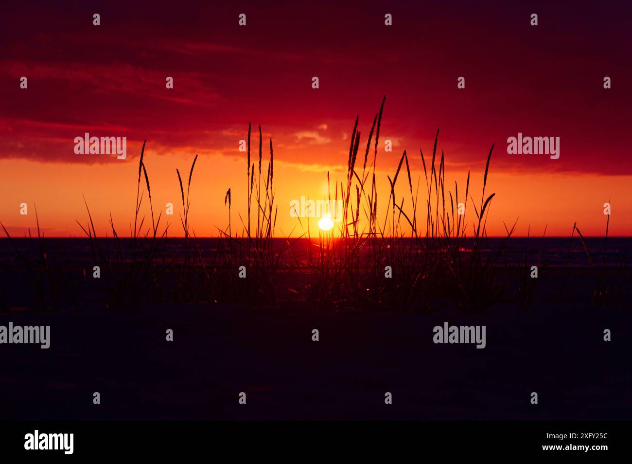 A beautiful sunset scenery at the beach with native grass silhouettes ...