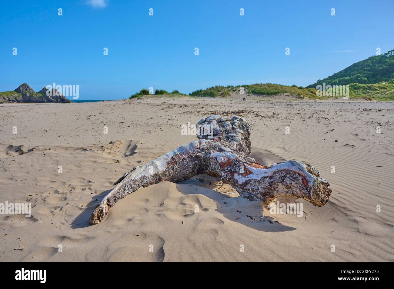 Beach, sand, tree root, flotsam, landscape, sky, evening, summer, Three ...