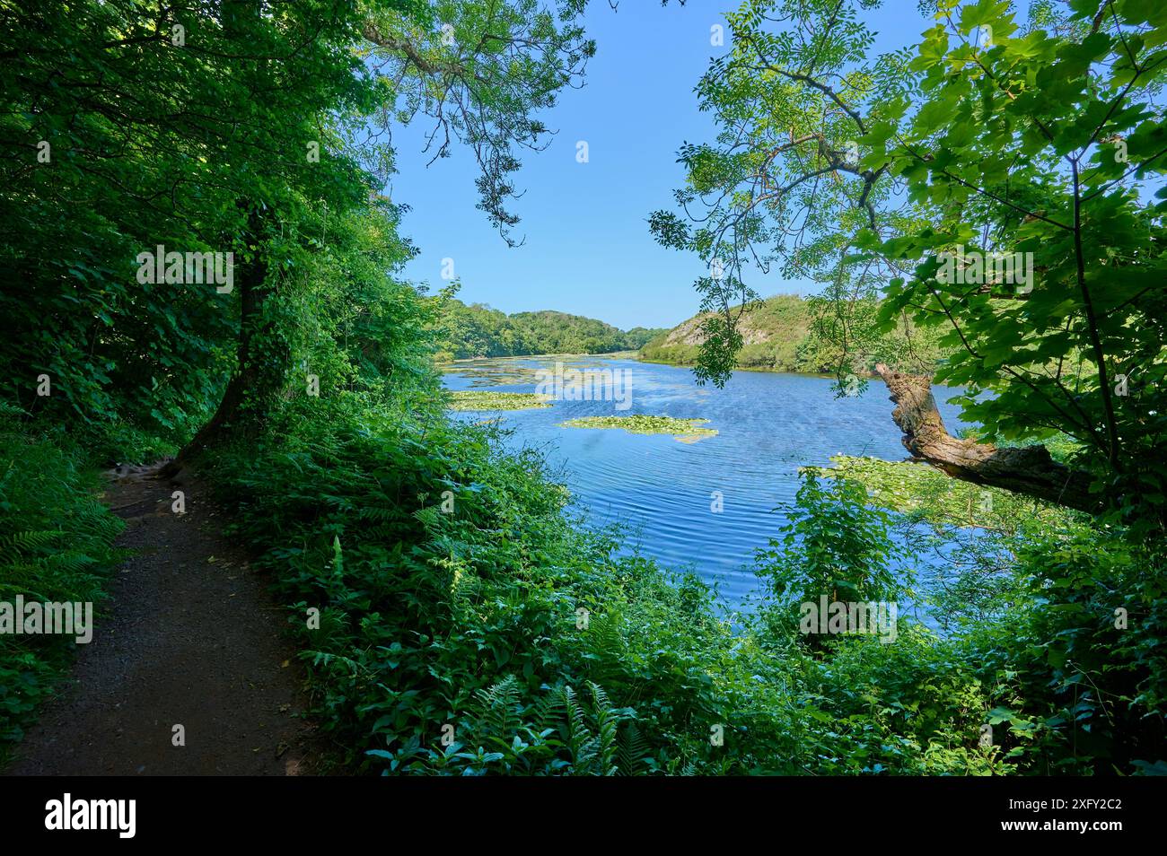 Hiking trail, lily pond, landscape, forest, summer, Stackpole Estate ...