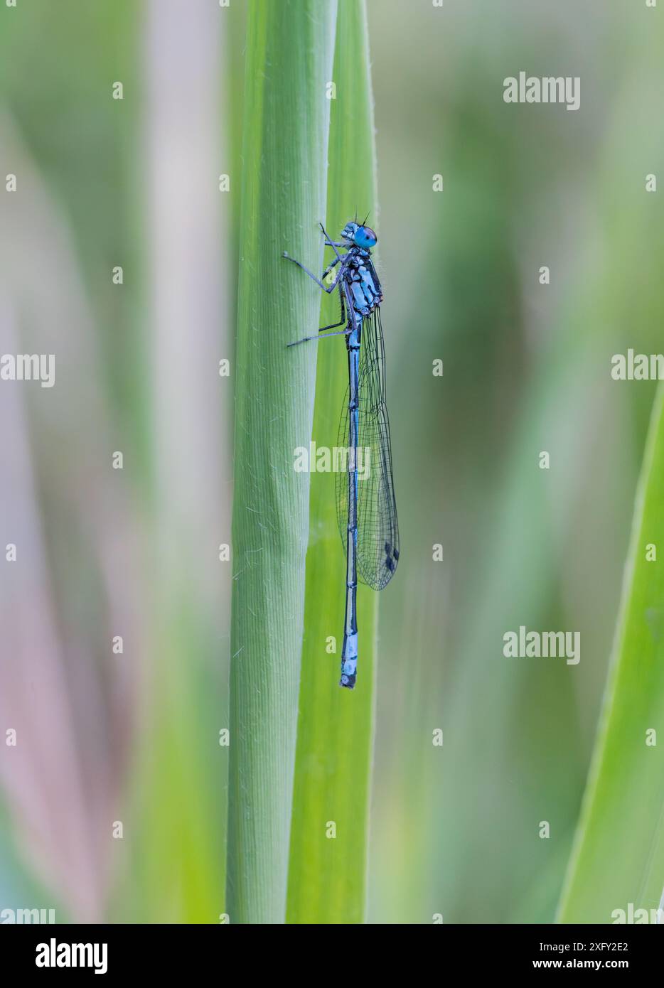 Common Blue damselfly [ Enallagma cyathigerum ] on grass stem Stock ...