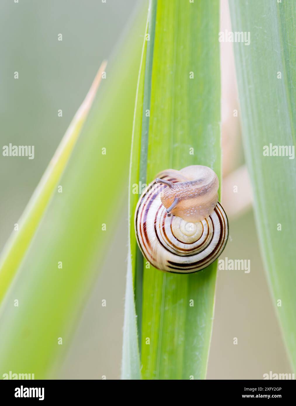 Brown lipped snail cepaea nemoralis hi-res stock photography and images ...