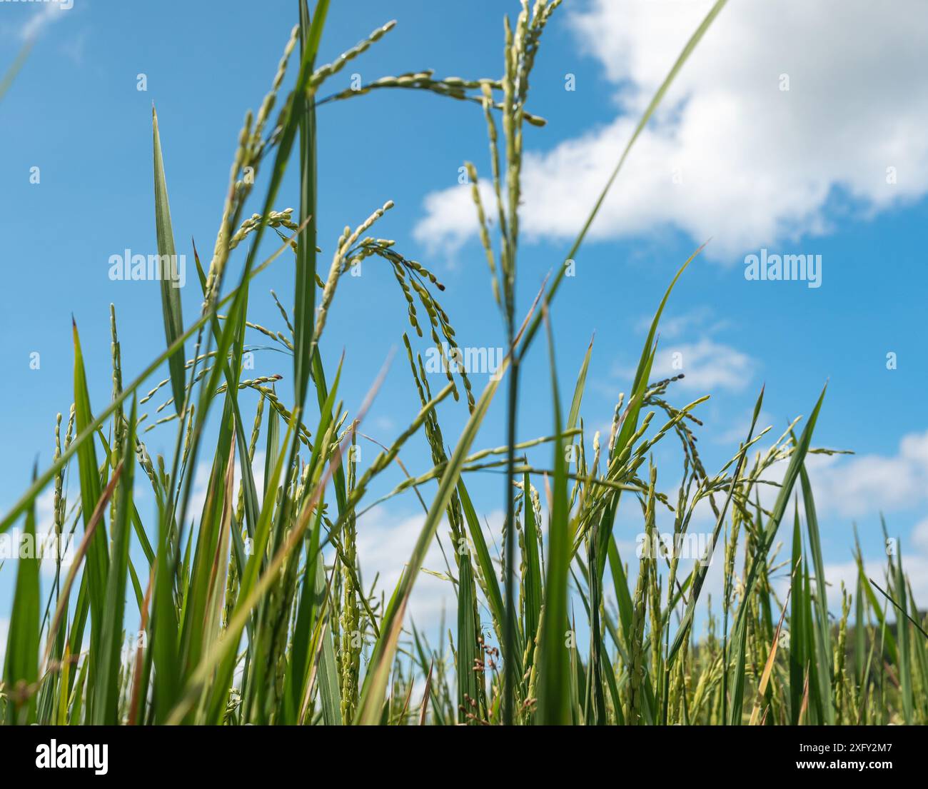 Tall, green stalks of rice grow under a bright blue sky with fluffy ...