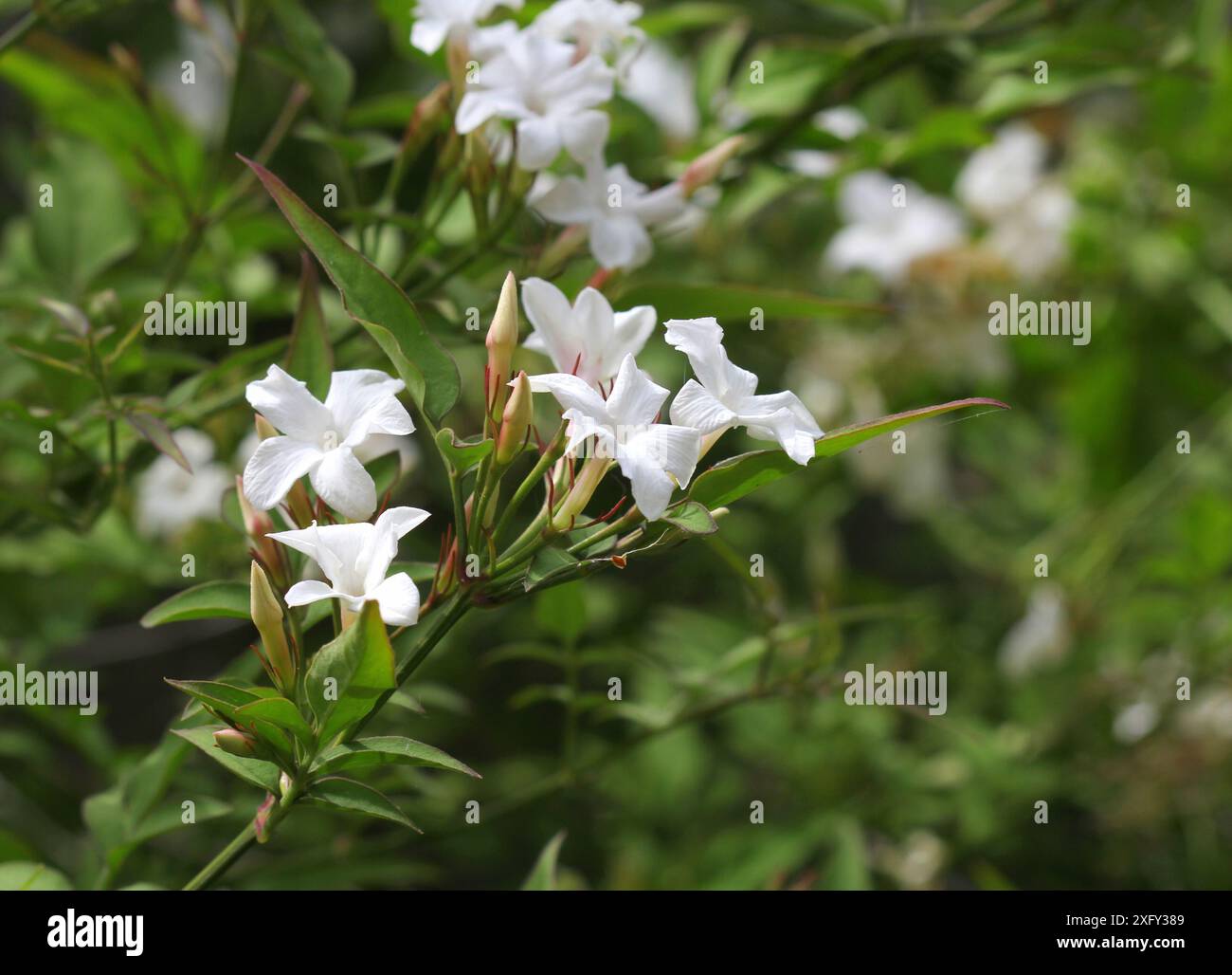 Jasminum officinale (summer jasmine) hi-res stock photography and ...