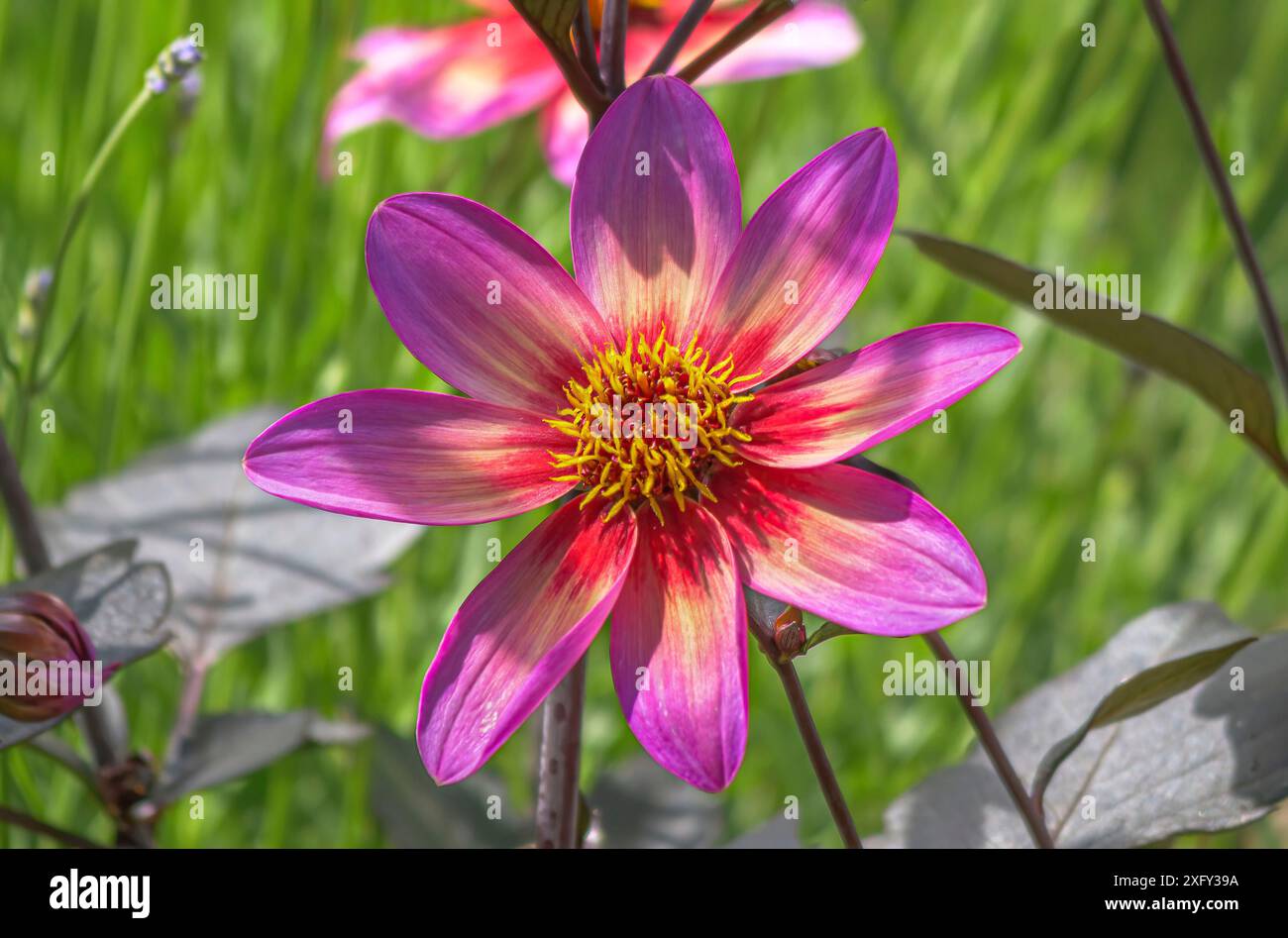 Blooming flower, collar dahlia 'Dahlegria Tricolore' (Rockin Rosi ...