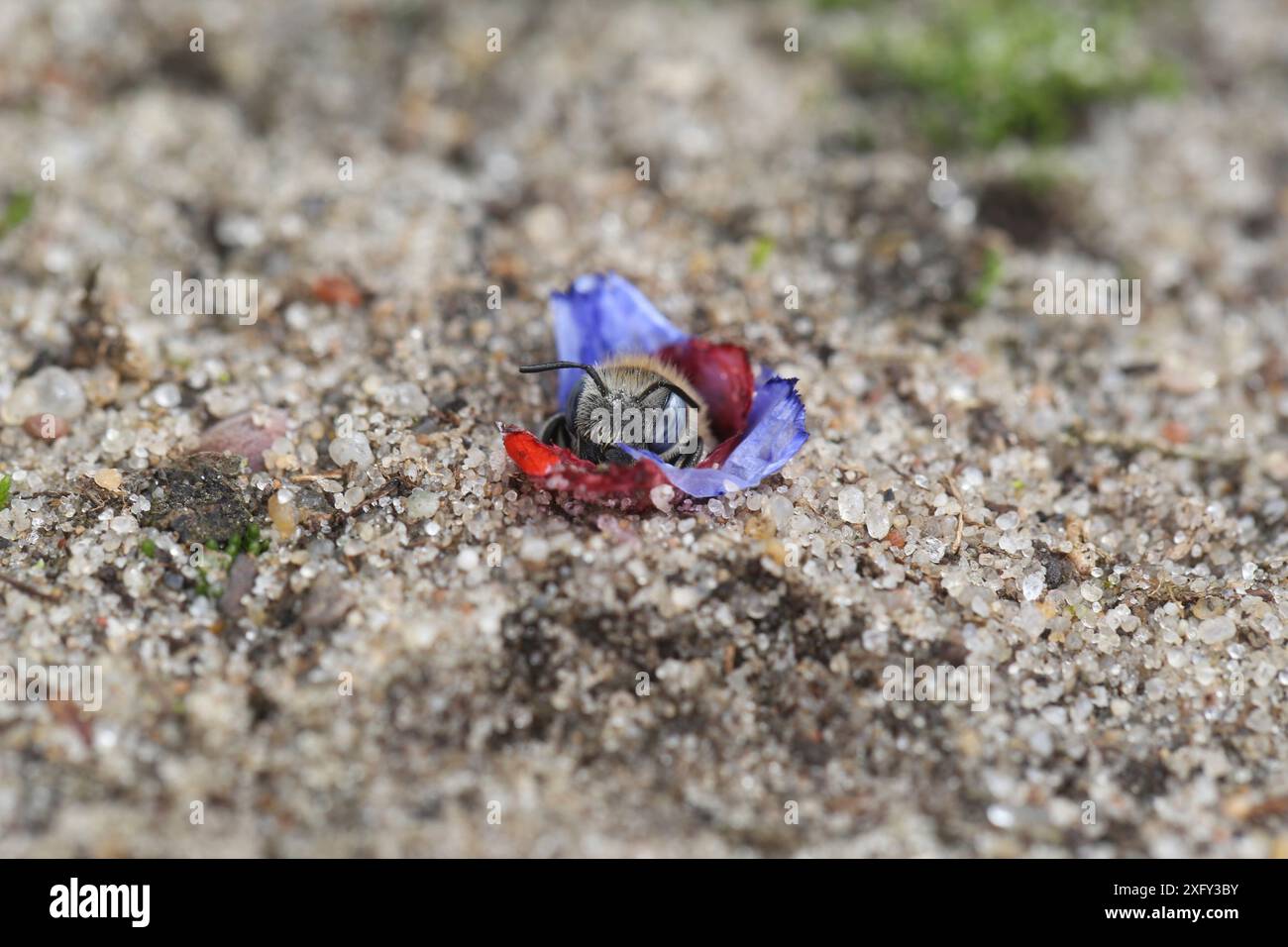 Female poppy bee, poppy mason bee (Hoplitis papaveris, Osmia papaveris ...