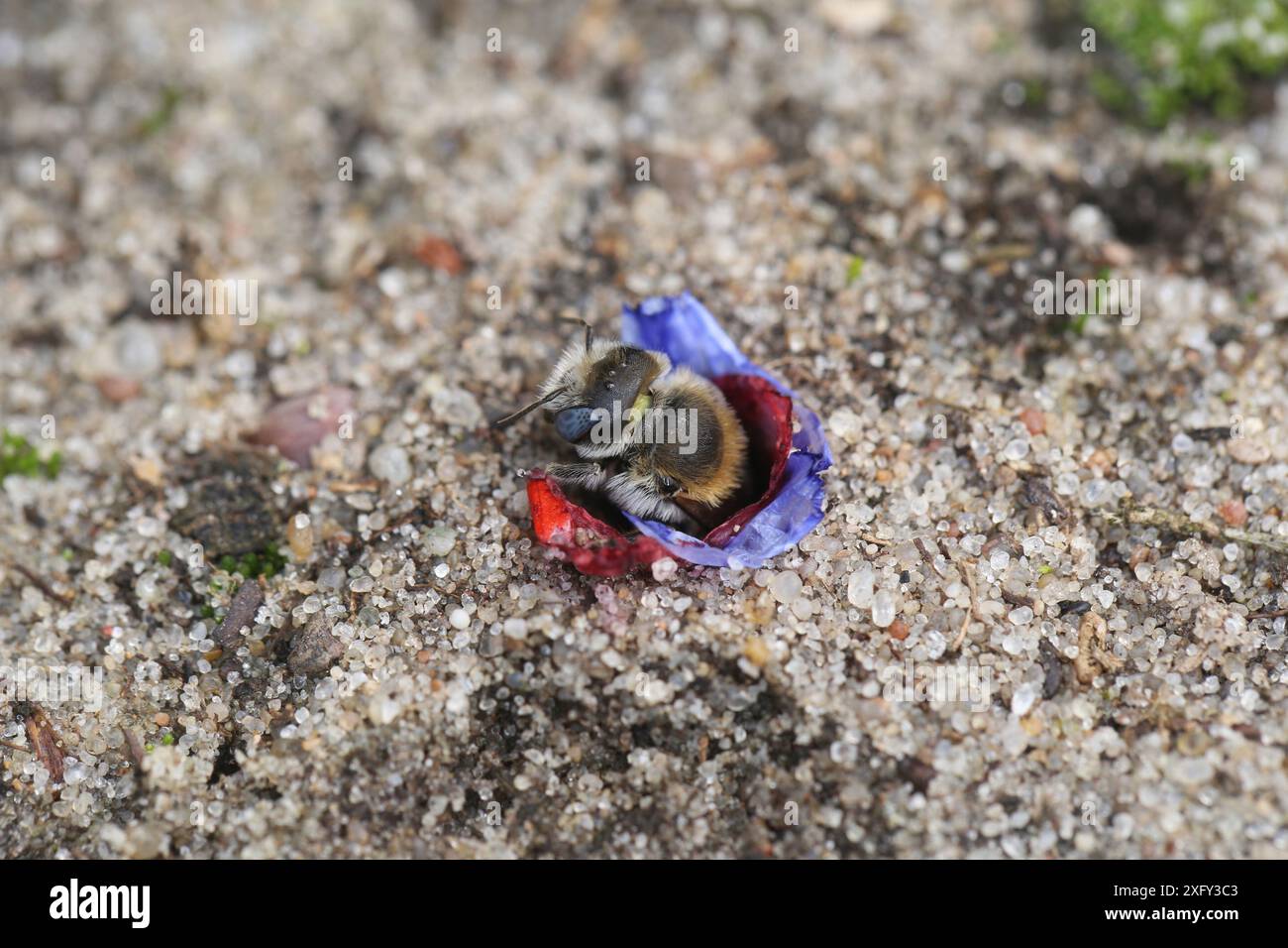 Female poppy bee, poppy mason bee (Hoplitis papaveris, Osmia papaveris ...