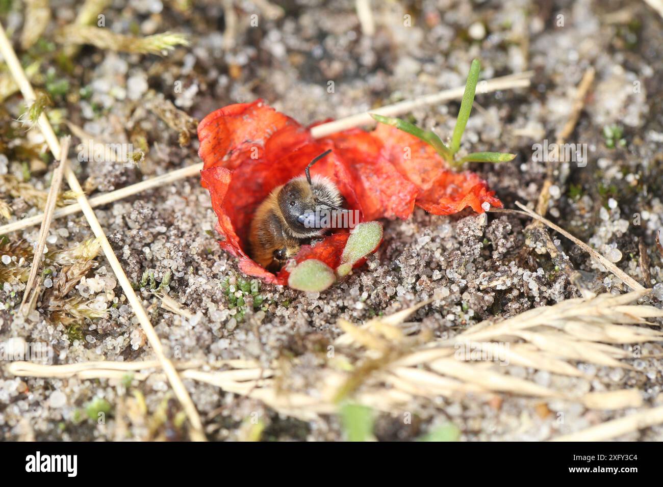 Female poppy bee, poppy mason bee (Hoplitis papaveris, Osmia papaveris ...