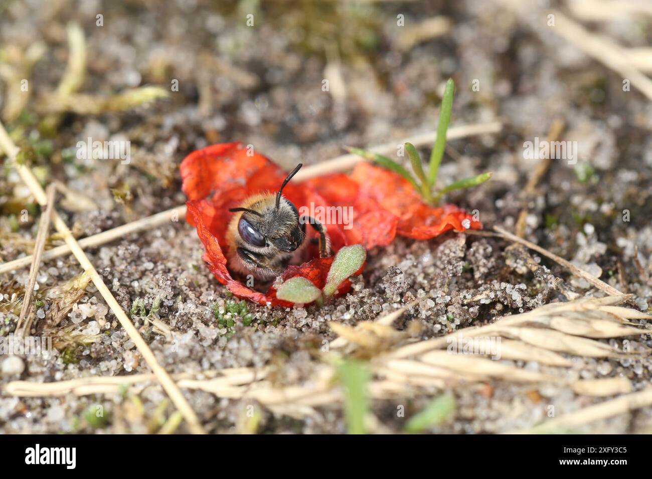 Female poppy bee, poppy mason bee (Hoplitis papaveris, Osmia papaveris ...