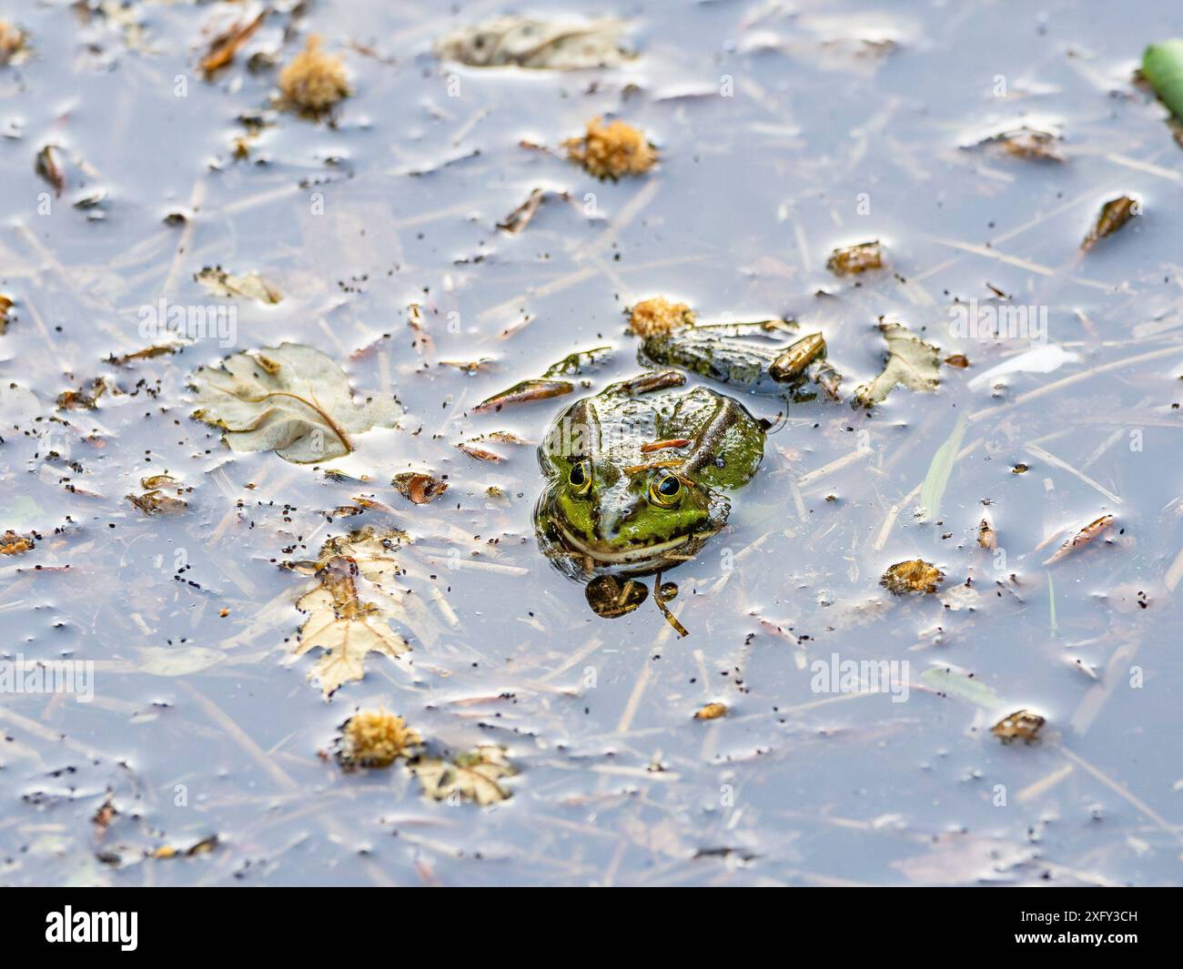Pond frog in the Rhododendron Park Kromlau in Saxony Stock Photo - Alamy