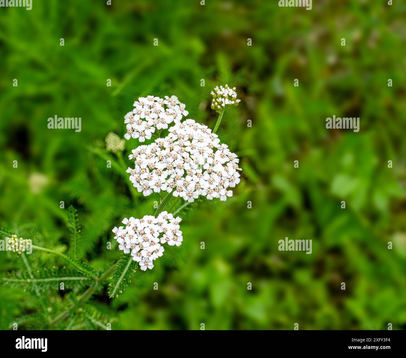 Achillea millefolium white and pink hi-res stock photography and images ...