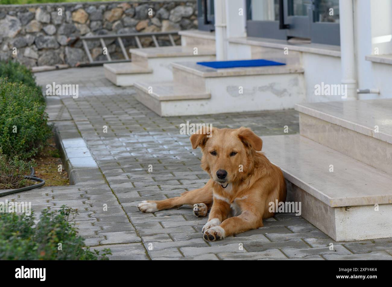 red dog in winter in Cyprus Stock Photo - Alamy