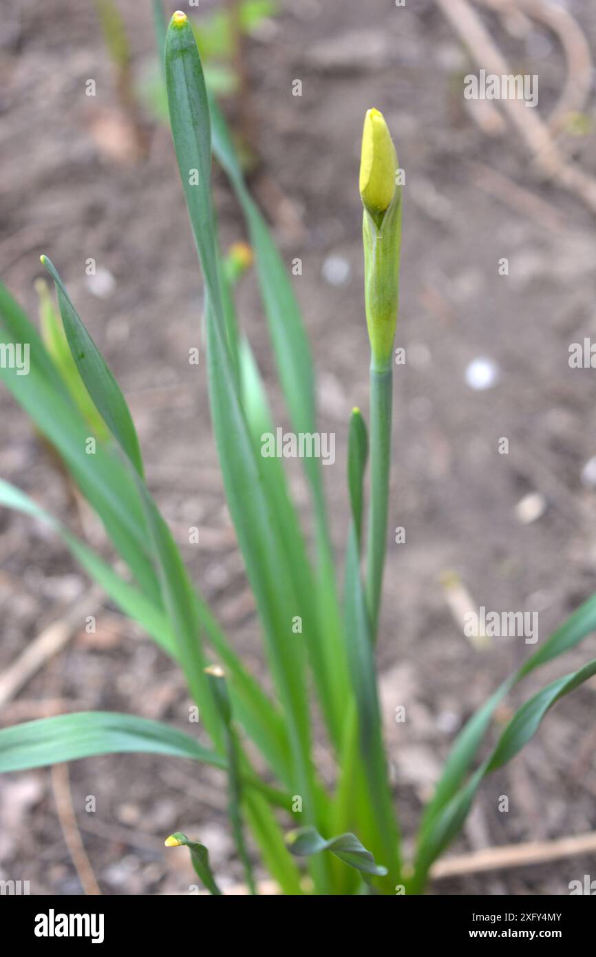 Beautiful and unusual nature, plants, spring flowers. Young daffodils ...