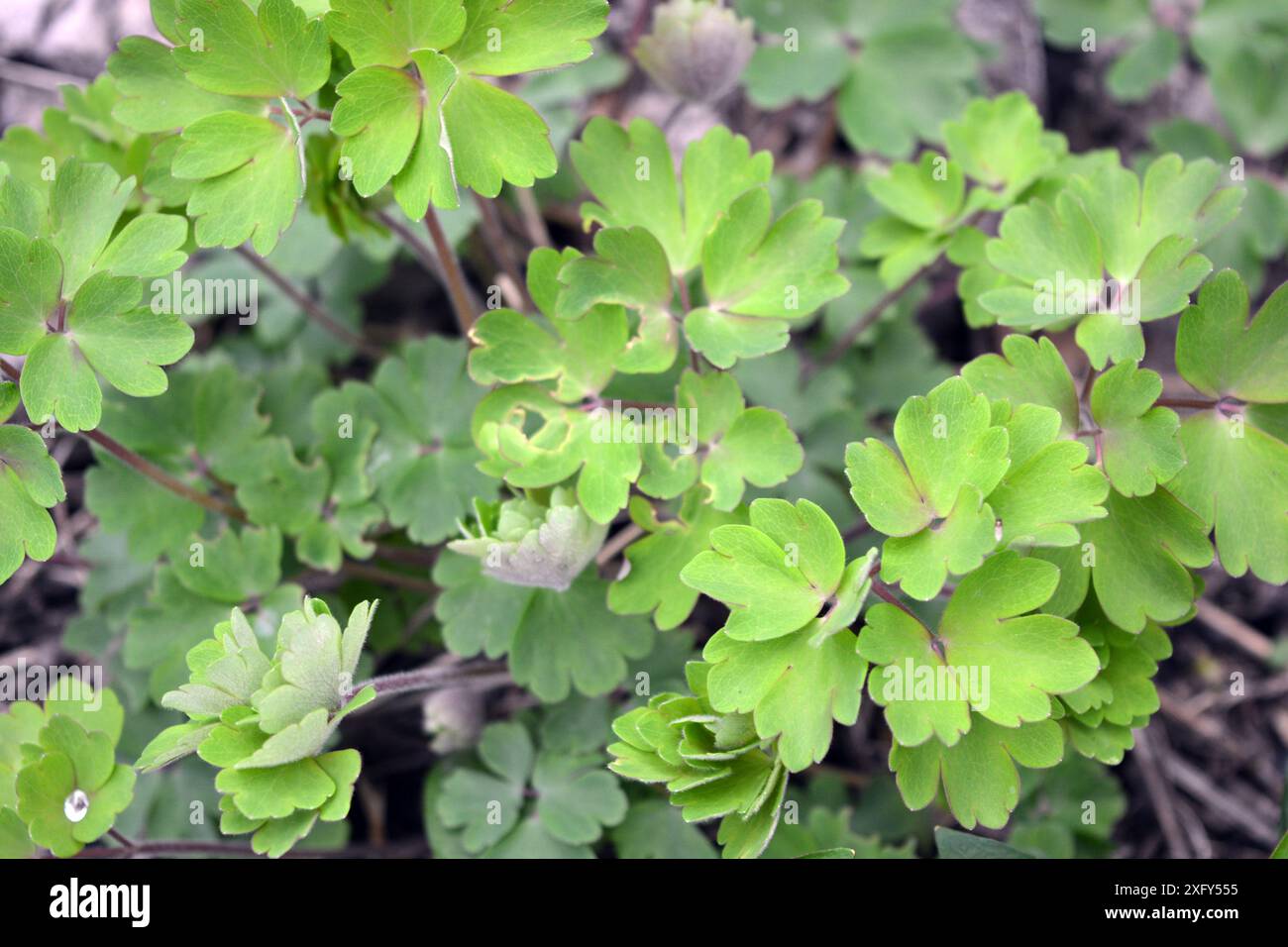 Beautiful and unusual nature, plants, spring flowers. Young, fresh ...