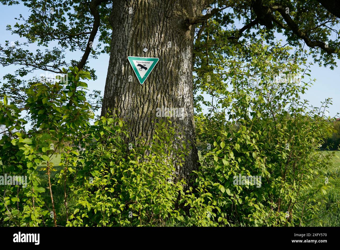 Germany, Bavaria, district Altötting, deciduous tree, oak, trunk, sign ...