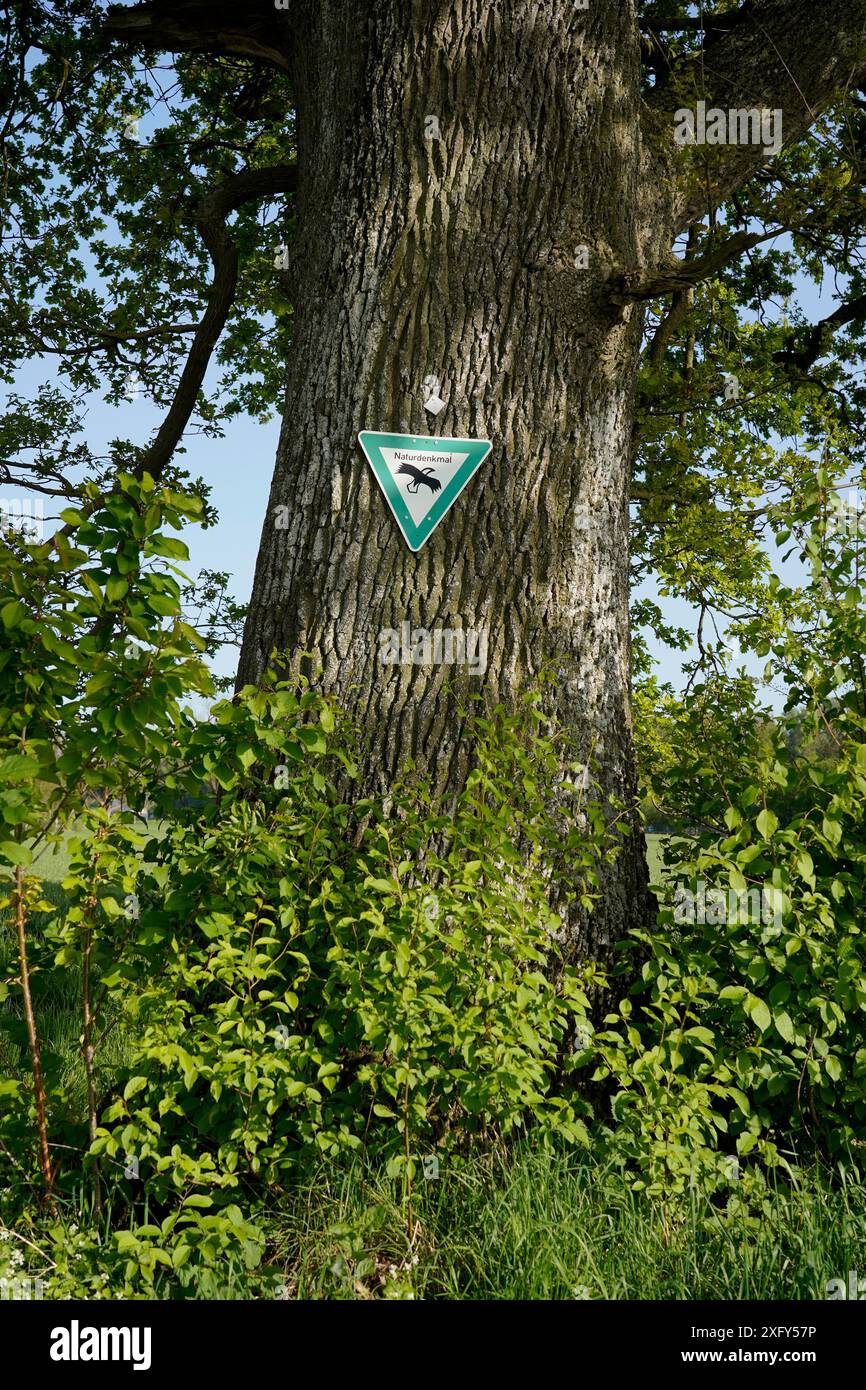 Germany, Bavaria, district Altötting, deciduous tree, oak, trunk, sign ...