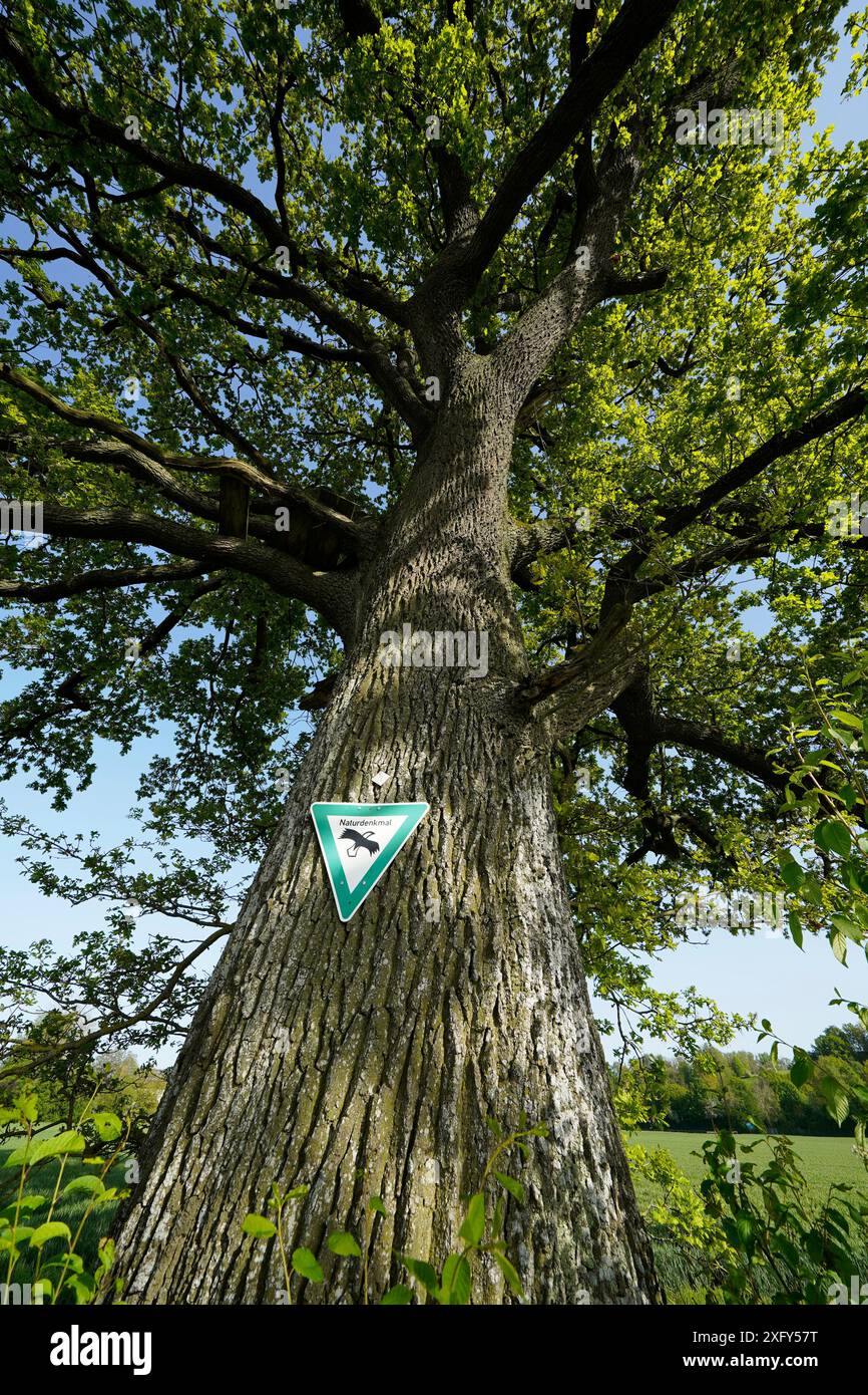 Germany, Bavaria, Altötting district, deciduous tree, oak, natural ...