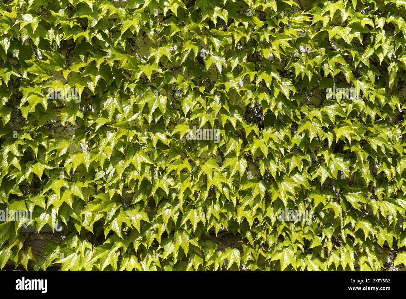 Germany, Bavaria, Upper Bavaria, house wall, wild vine, (Parthenocissus ...