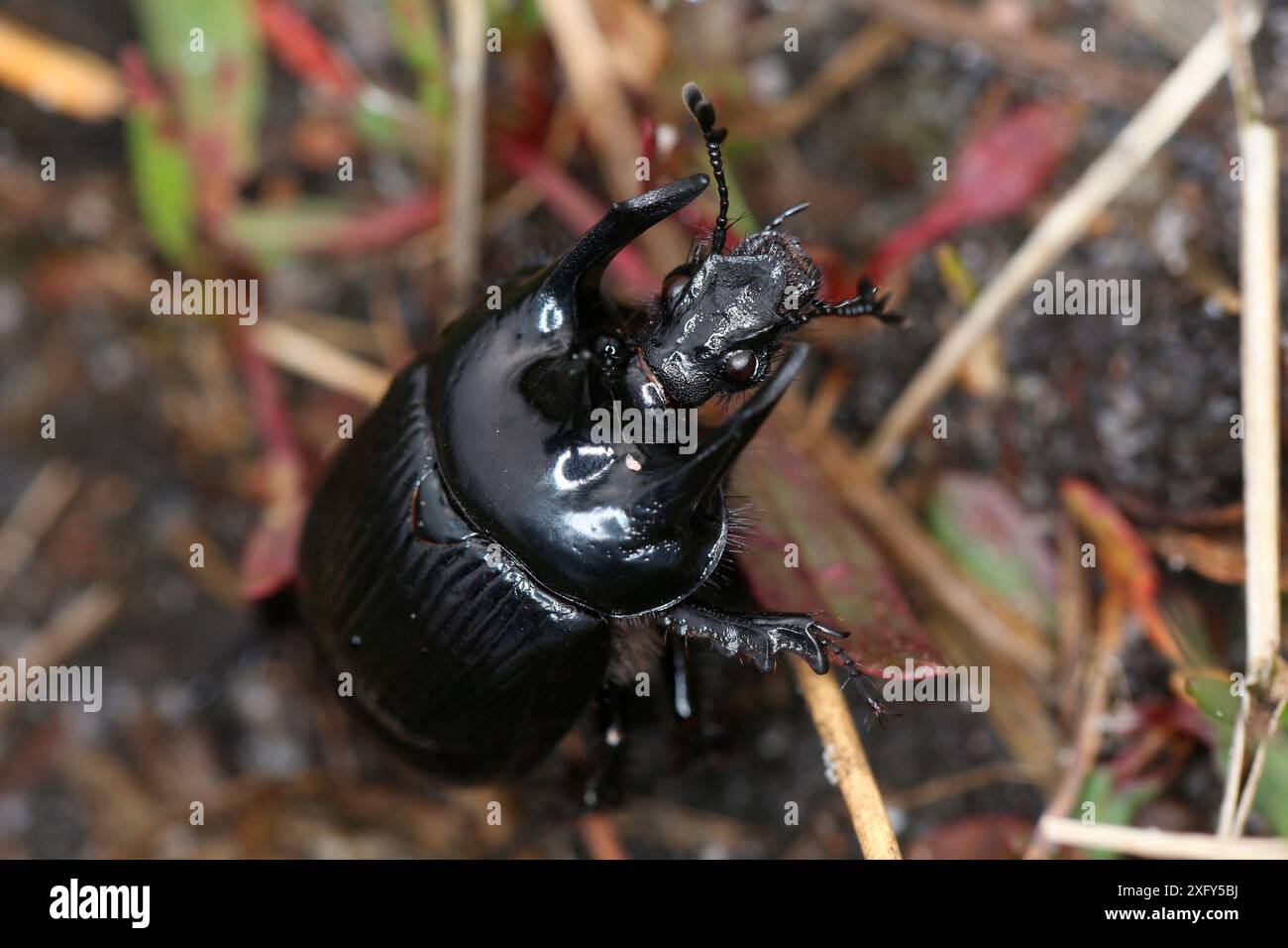 Typhoeus hi-res stock photography and images - Alamy