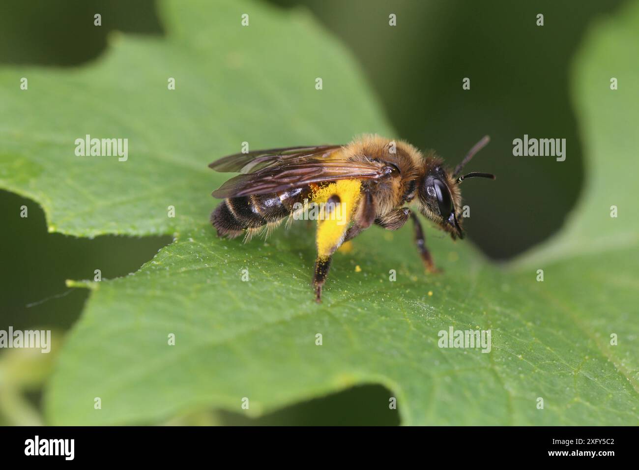 Female of the beet sand bee (Andrena florea Stock Photo - Alamy