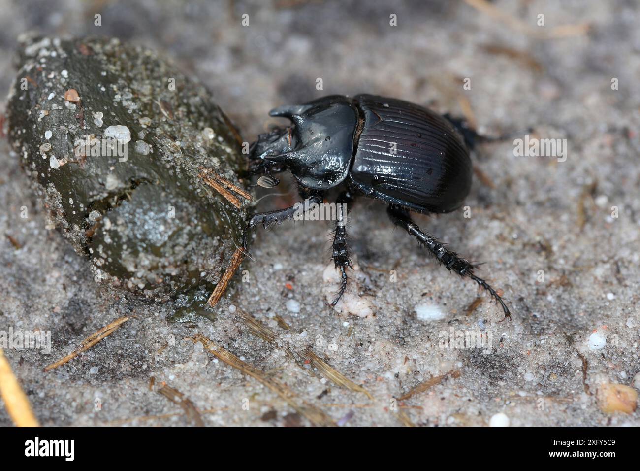Female of the bull weevil (Typhaeus typhoeus) on faeces from deer Stock ...