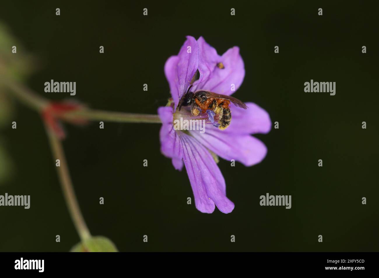 Larvae bee hi-res stock photography and images - Alamy