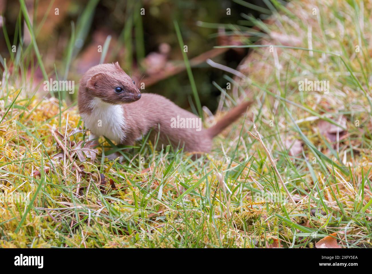 Weasel [ Mustela nivalis ] on the ground, UK Stock Photo - Alamy