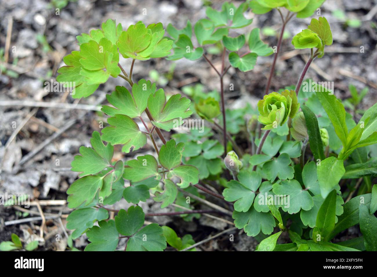 Beautiful and unusual nature, plants, spring flowers. Young, fresh ...