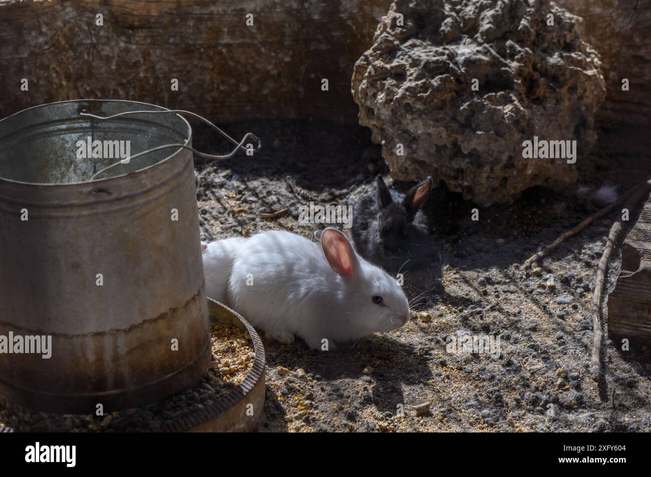 Cottontail rabbit nest hi-res stock photography and images - Alamy