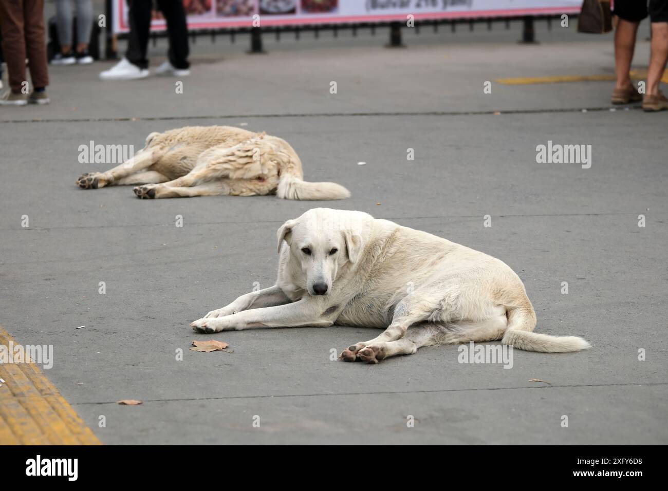 Stray dog istanbul hi-res stock photography and images - Alamy