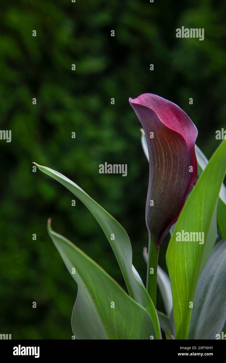 Long stalk y hi-res stock photography and images - Alamy