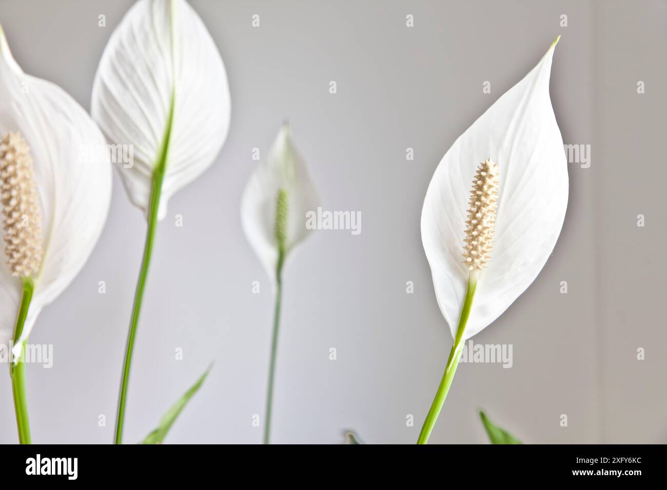 Houseplant with large white leaf in oval shape is also called peace ...