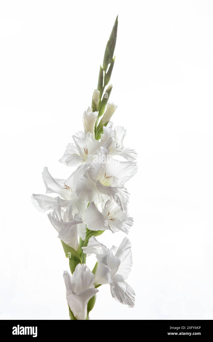 White flowering gladiolus against a white background Stock Photo - Alamy