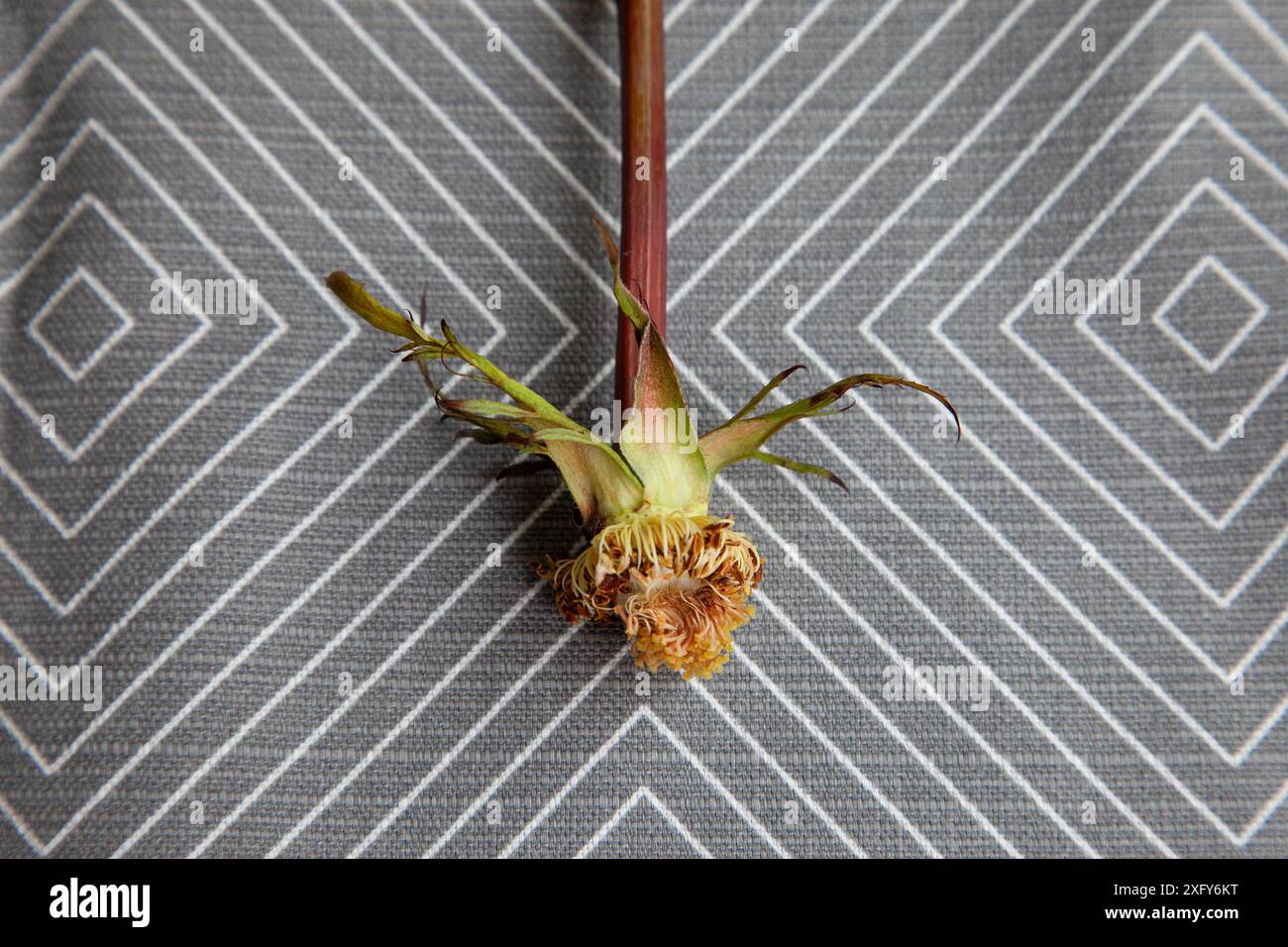 Withered flower stem without petals as a floral still life against a ...