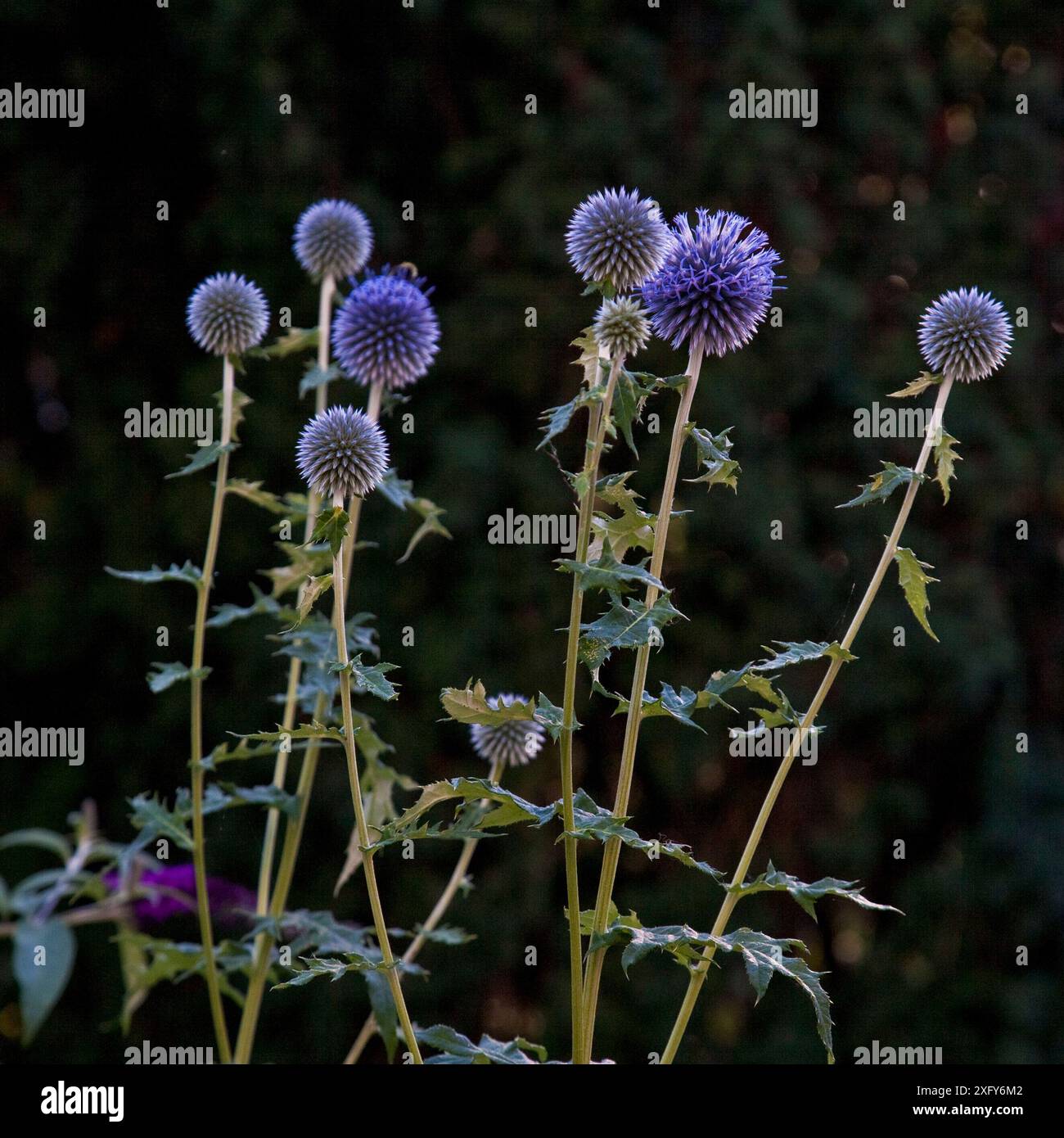 Purple flowering fresh globe thistles with stem and leaves in the ...