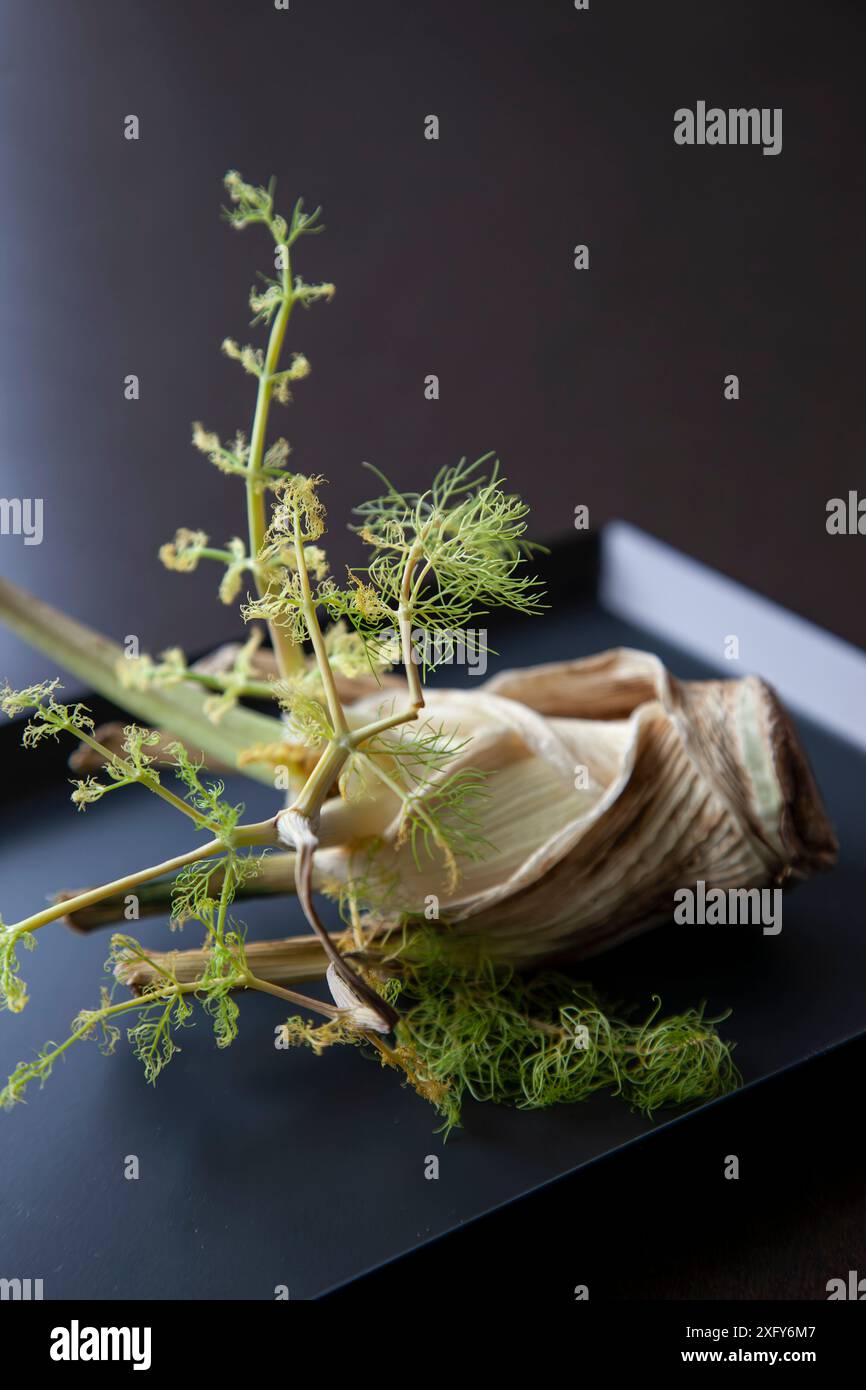 Sprouting fennel hi-res stock photography and images - Alamy