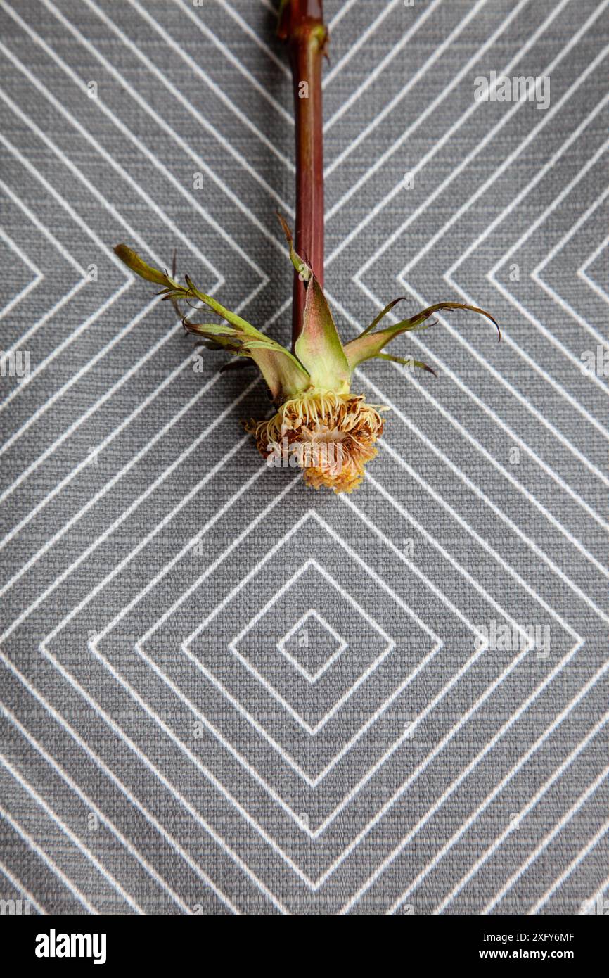 Withered flower stem without petals as a floral still life against a ...