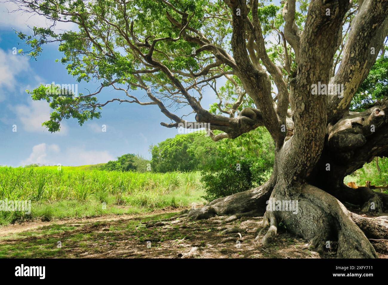 Barbados countryside hi-res stock photography and images - Alamy