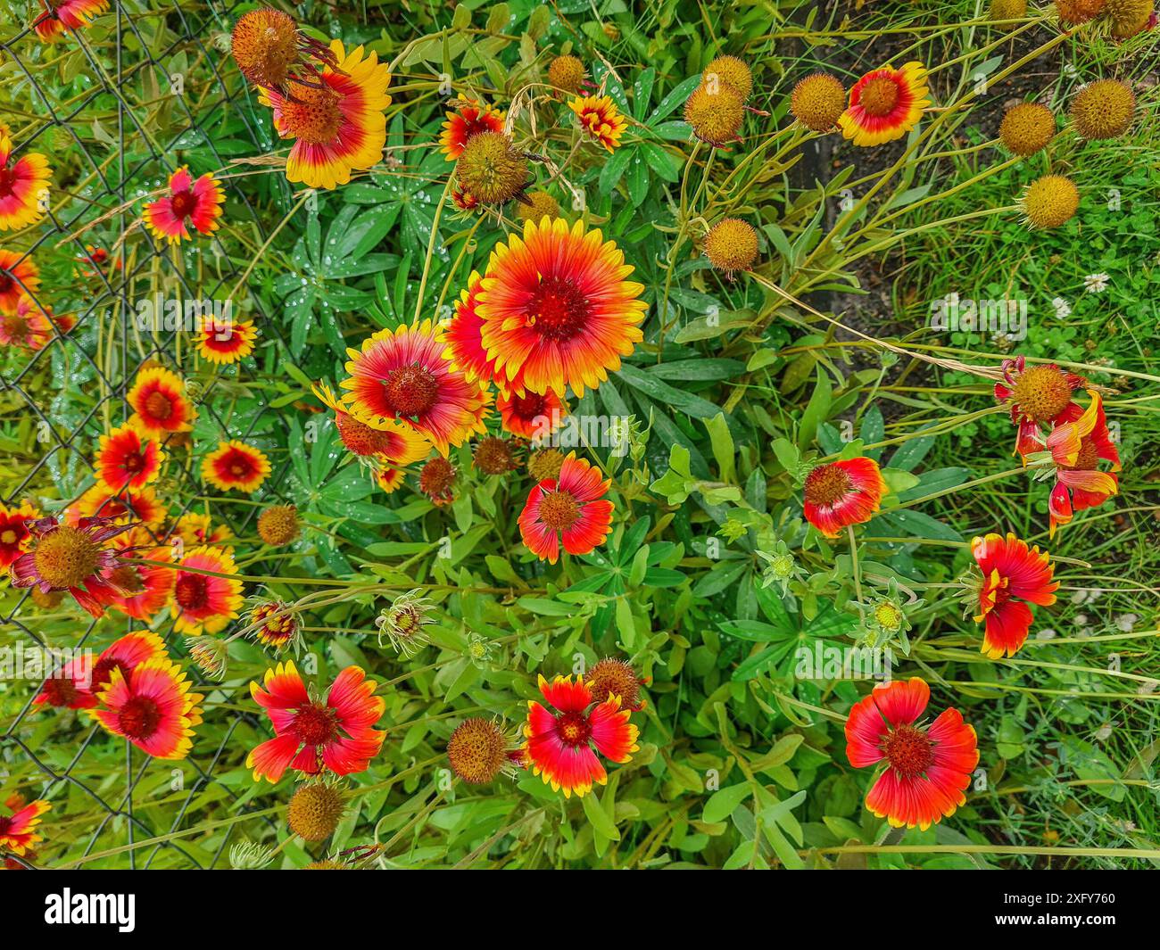 Blossoms flower beds greenery hi-res stock photography and images - Alamy