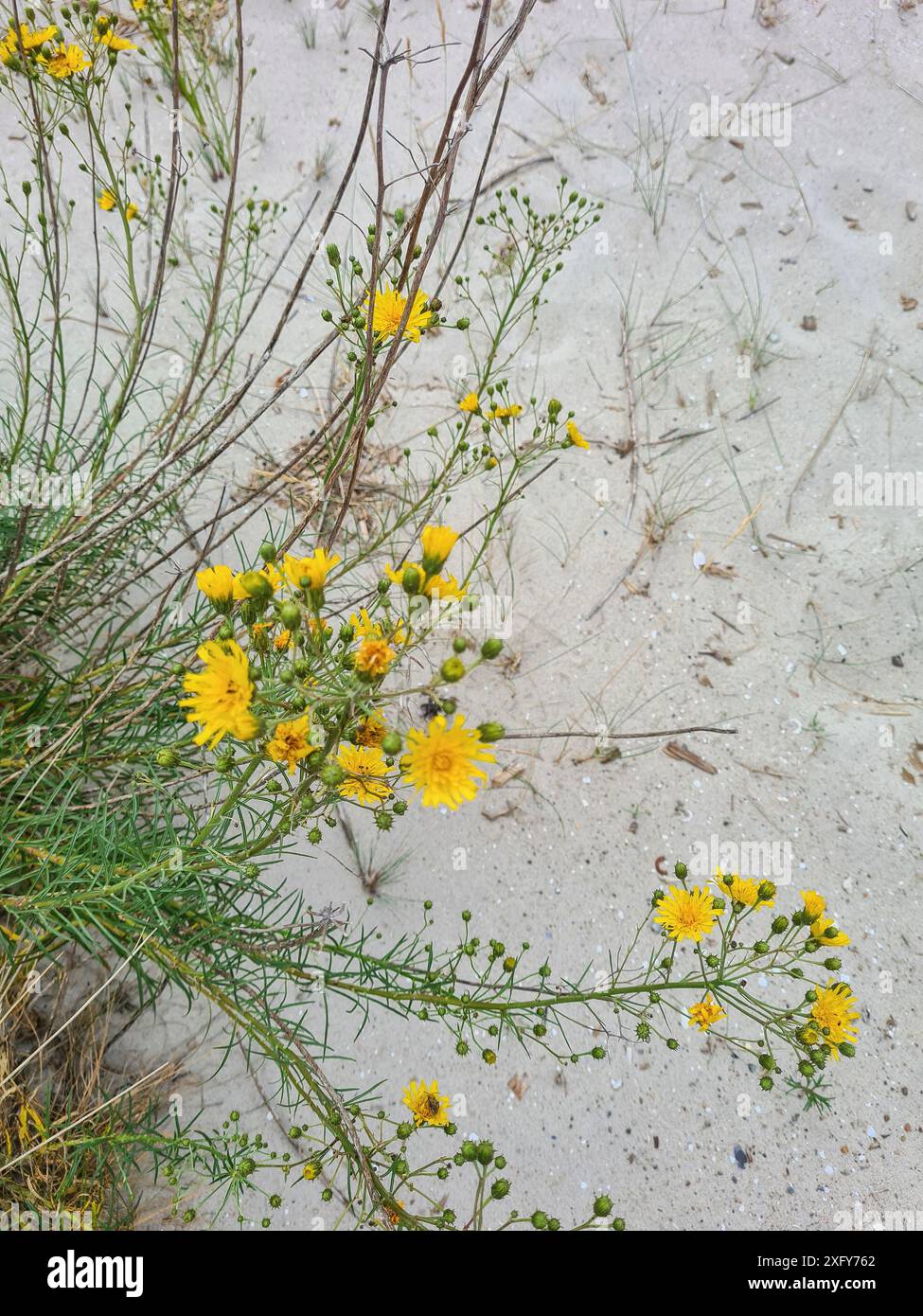 Umbelliferous hawkweed hi-res stock photography and images - Alamy