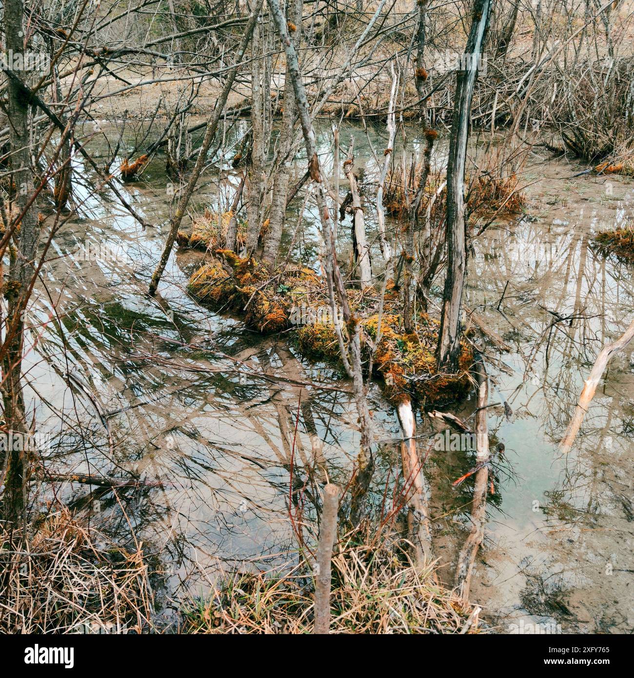 Mosquito breeding area, brackish water from floods in the Isar bed near ...