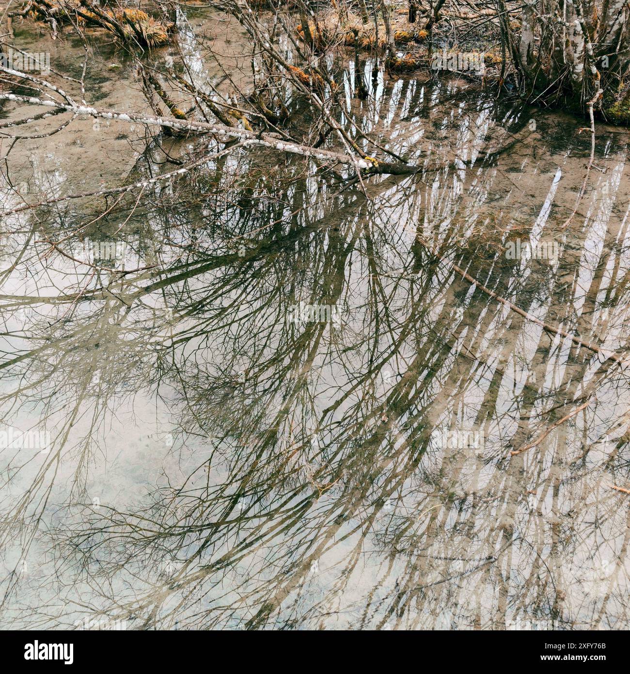 Mosquito breeding area, brackish water from floods in the Isar bed near ...